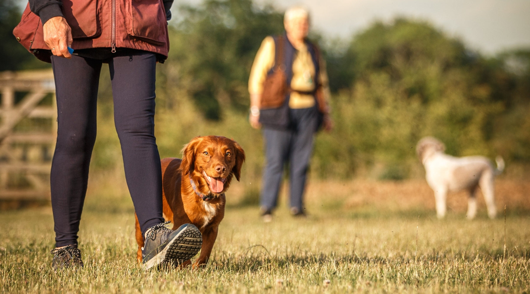 Dreaming of a better behaved dog in 2026? It’s time to look at your ...