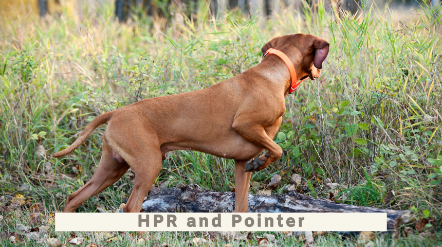 HPR Training - Gundog Training & Courses | Clicker Gundog